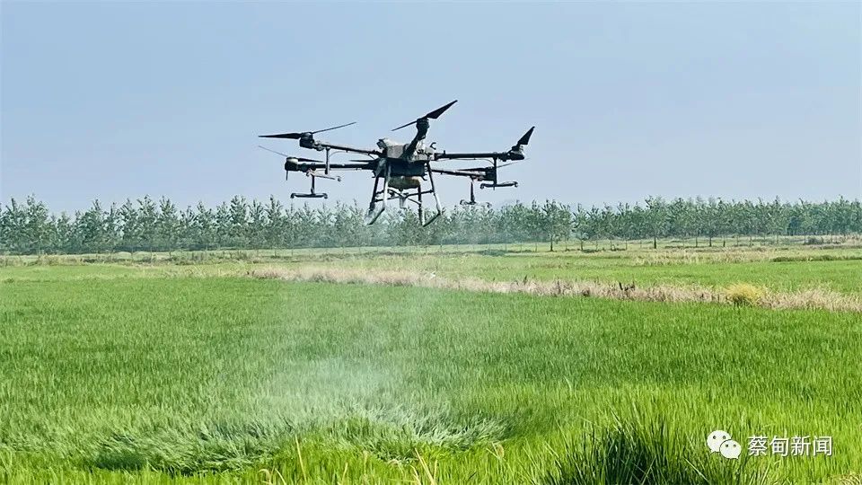 蔡甸区：植保无人机统防统治 确保水稻稳产丰收轮播图新闻中心长江网cjncn